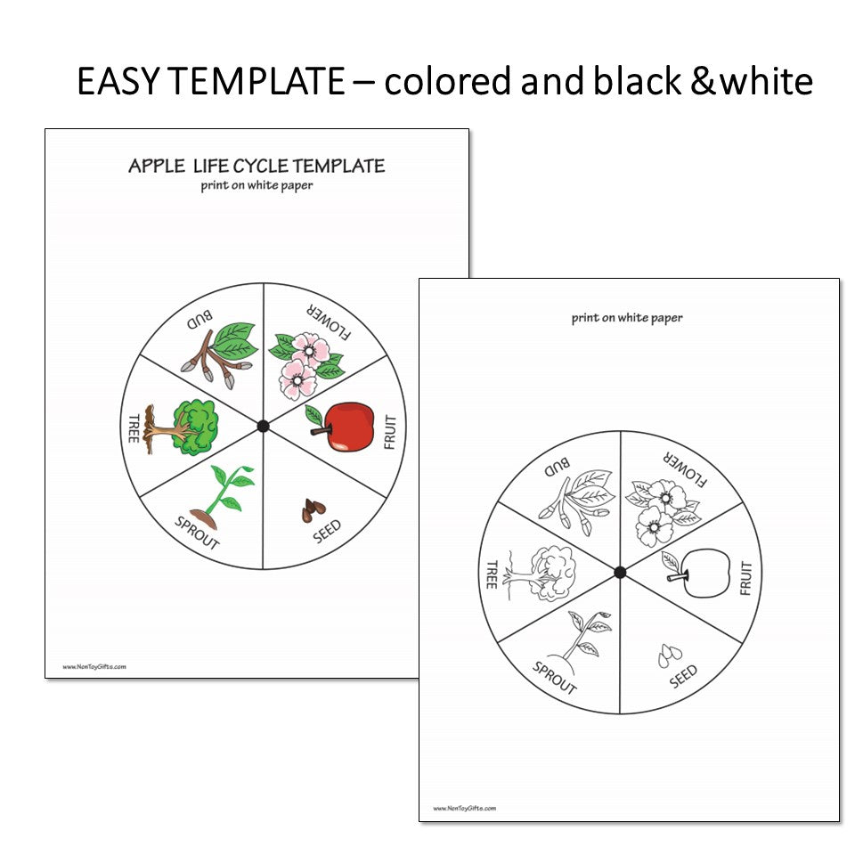 Apple Life Cycle Craft – Non-Toy Gifts
