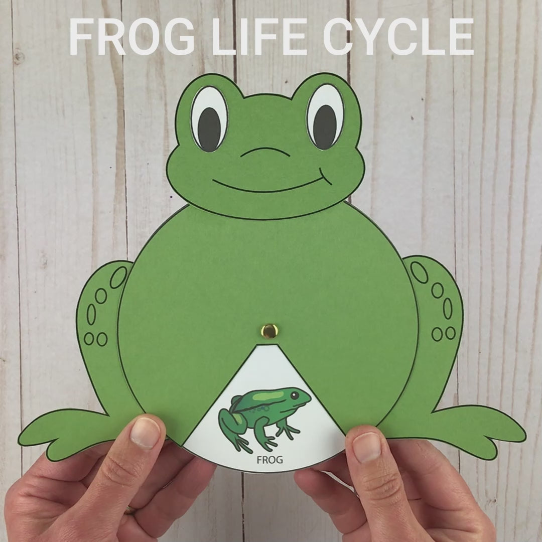 Frog Life Cycle Craft and Activity - Spinner Wheel – Non-Toy Gifts