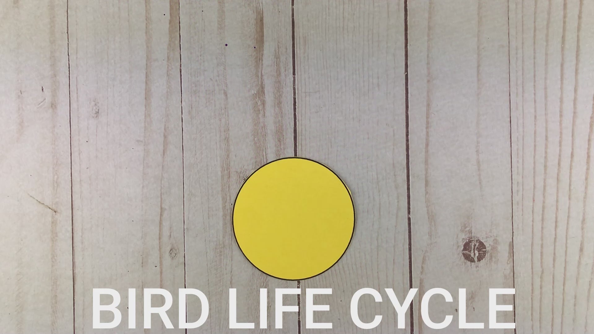 Bird Life Cycle Interactive Craft and Activity – Non-Toy Gifts