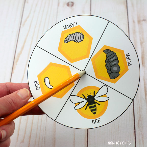 Bee Life Cycle Wheel Spinner Craft And Activity - Honey Bee Life Cycle ...