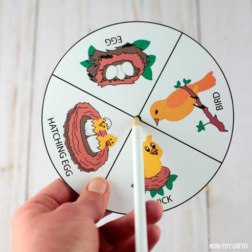 Bird Life Cycle Interactive Craft and Activity – Non-Toy Gifts