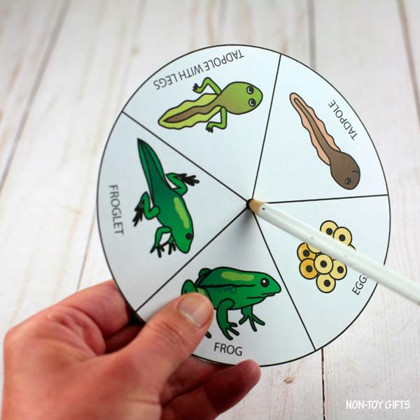 Frog Life Cycle Craft and Activity - Spinner Wheel – Non-Toy Gifts
