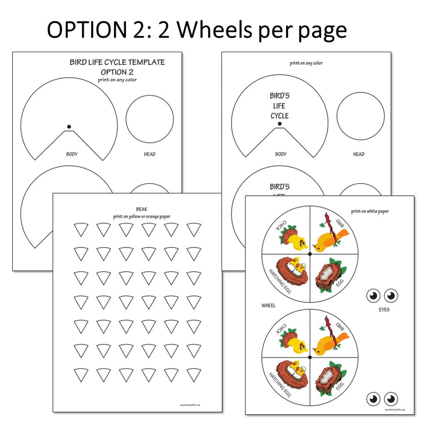 Bird Life Cycle Interactive Craft and Activity – Non-Toy Gifts