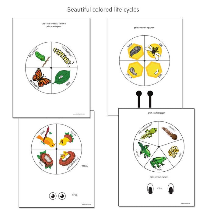 Spring Life Cycle 4-Craft Bundle: Bee, Butterfly, Frog and Bird Spinne ...