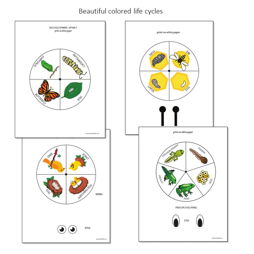 Spring Life Cycle 4-Craft Bundle: Bee, Butterfly, Frog and Bird Spinne ...