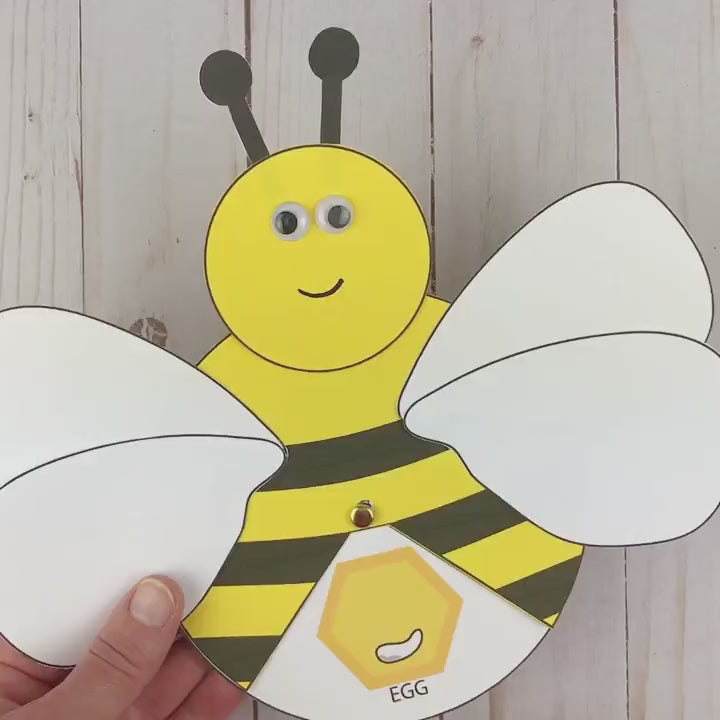 Bee Life Cycle Wheel Spinner Craft And Activity - Honey Bee Life Cycle ...